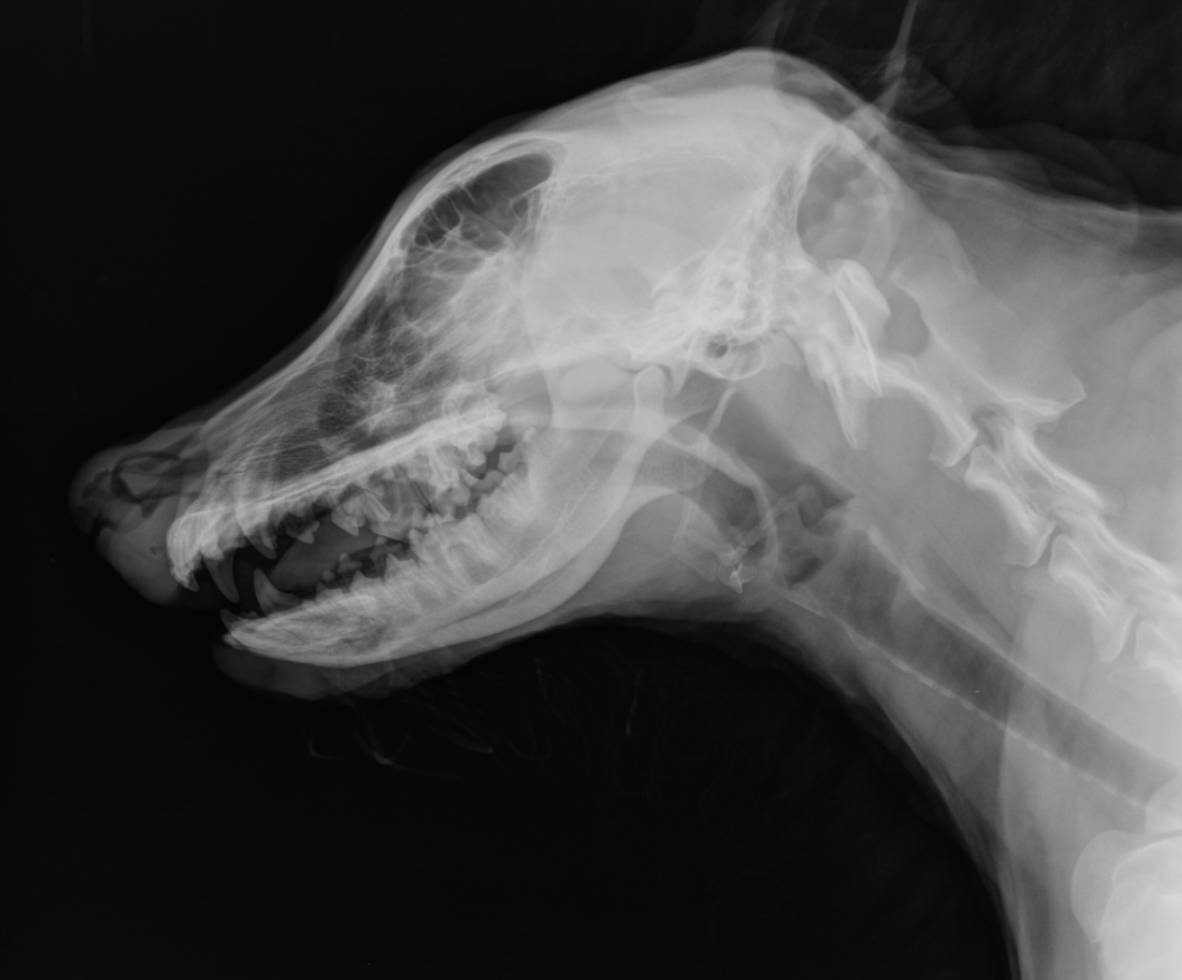 Pet Diagnostic Imaging In Redmond, OR | Ridgeview Veterinary Clinic