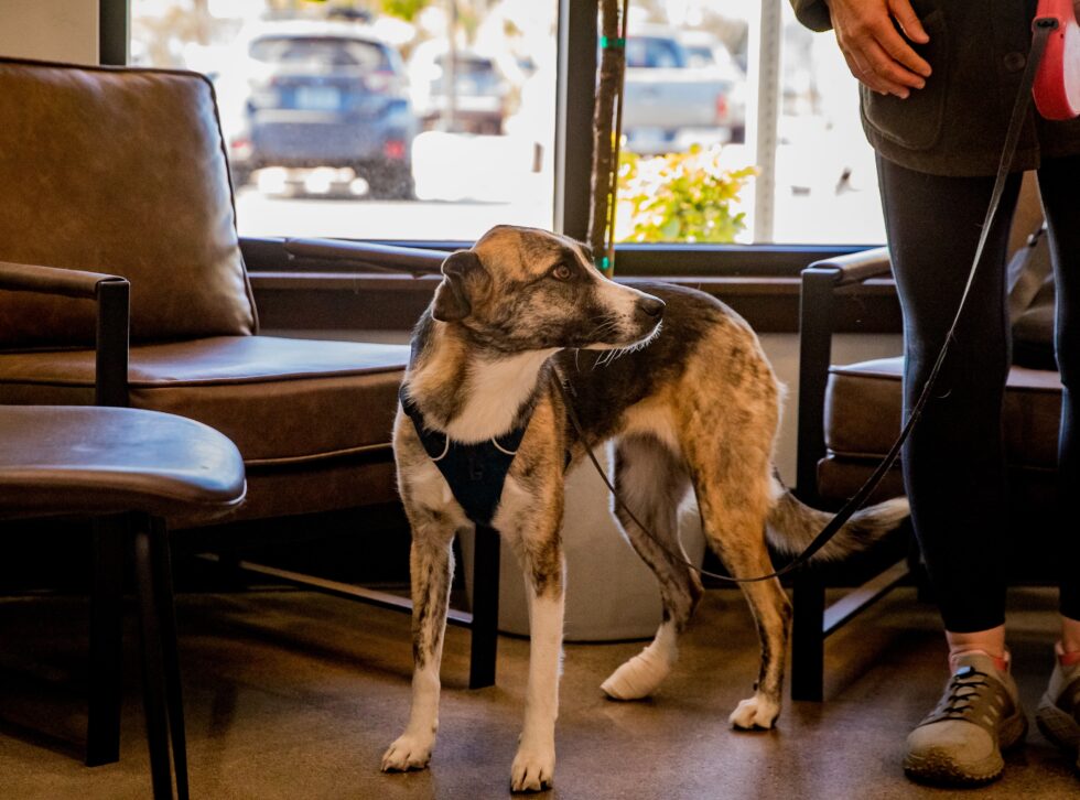 Best Vet Hospital In Redmond, OR | Ridgeview Vet Clinic